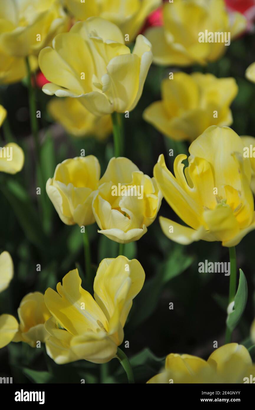 Yellow Triumph tulips (Tulipa) Fedor Dobronravov bloom in a garden in ...