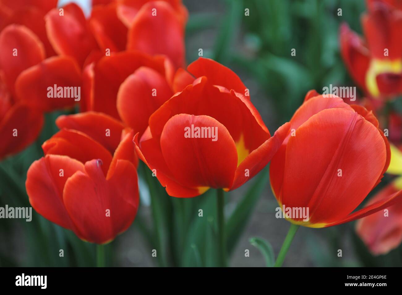 Red triumph tulips (Tulipa) Fiero bloom in a garden in April Stock ...
