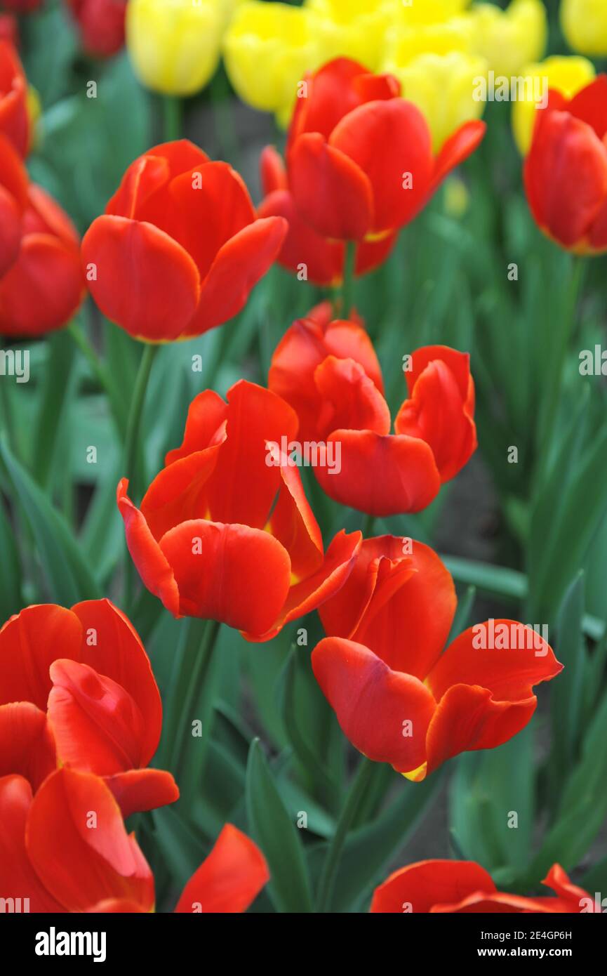 Red triumph tulips (Tulipa) Fiero bloom in a garden in April Stock ...