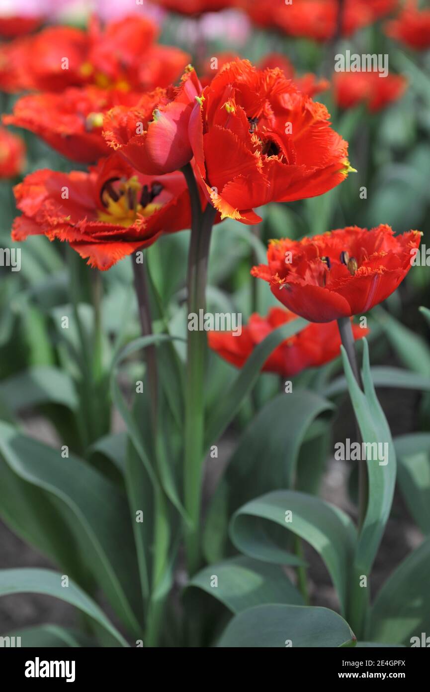Red double fringed tulips (Tulipa) Fiery Dream bloom in a garden in ...