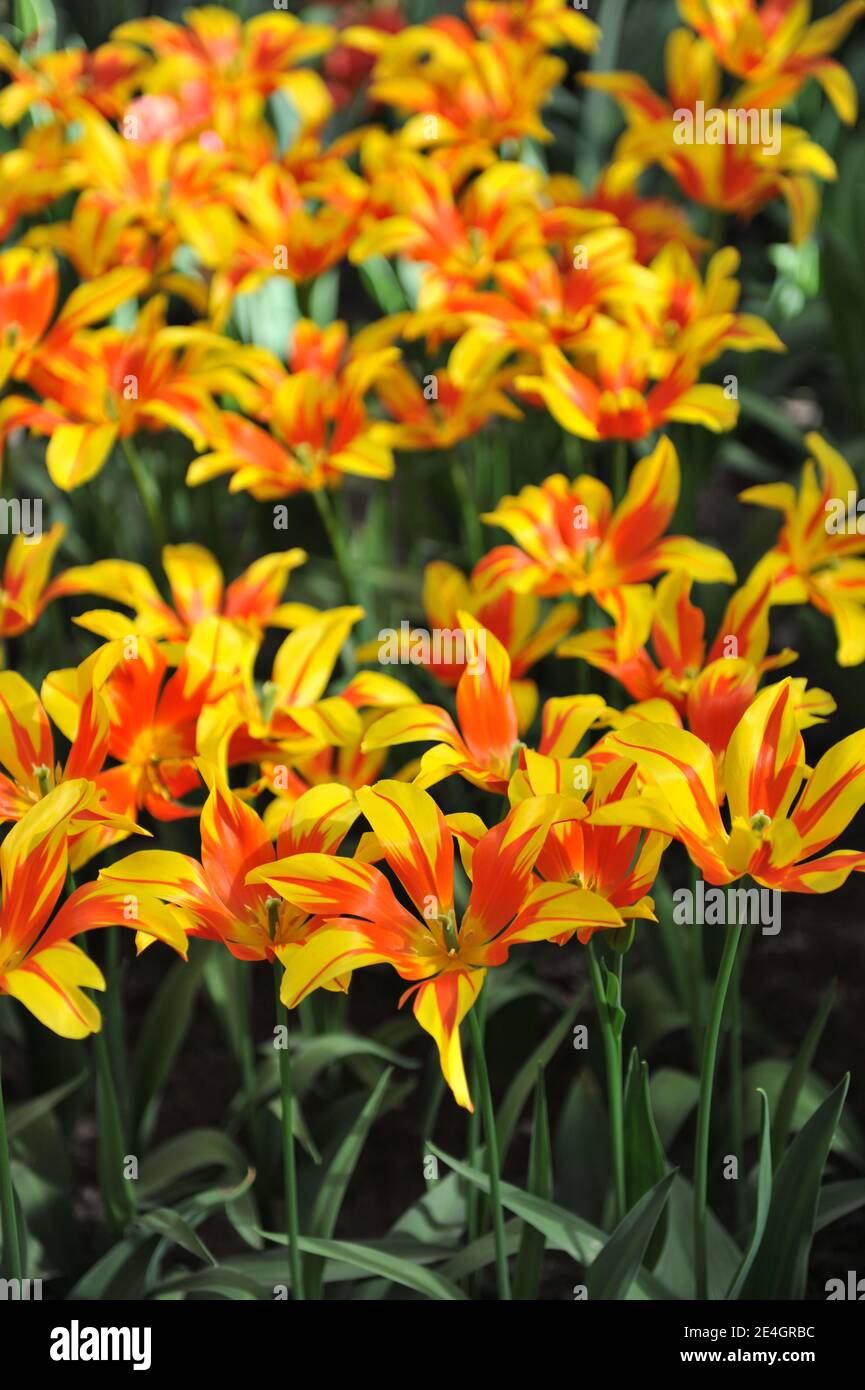 Fire wings tulip hi-res stock photography and images - Alamy