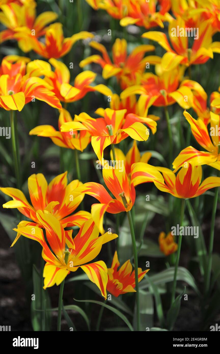 Fire wings tulip hi-res stock photography and images - Alamy