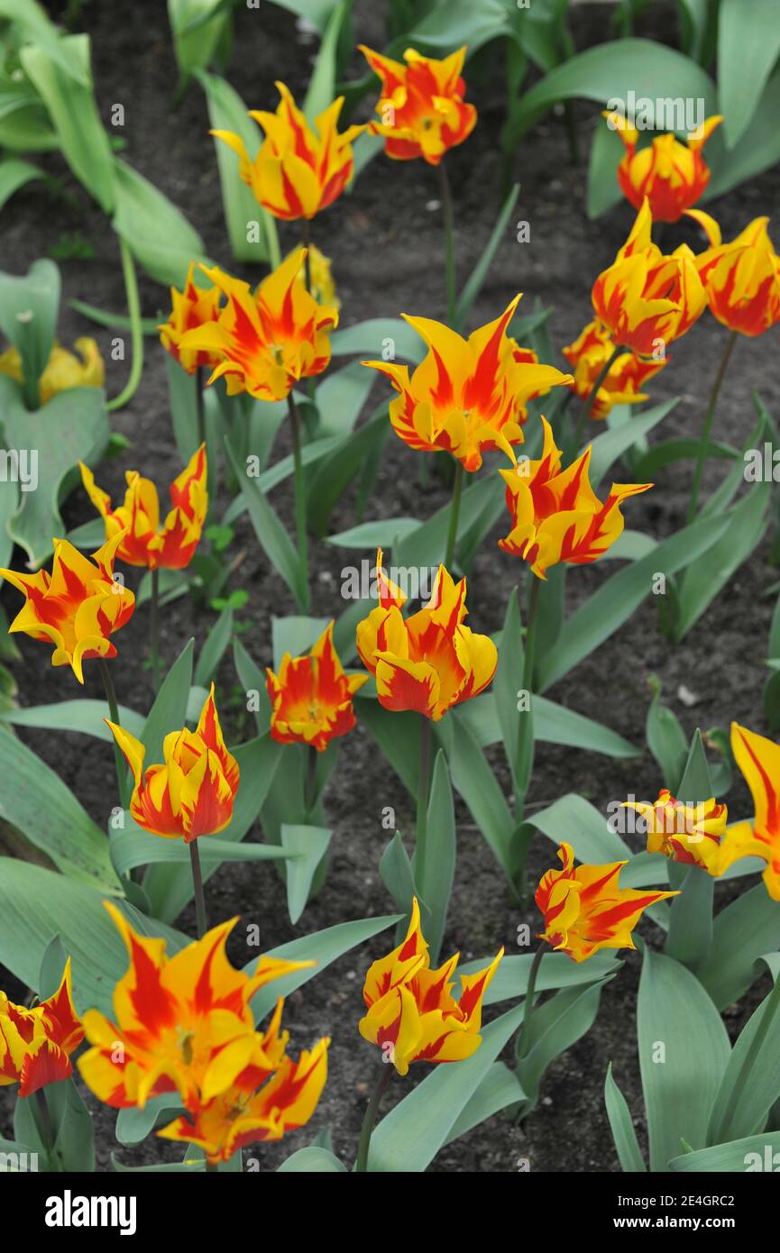 Tulip firework hi-res stock photography and images - Alamy