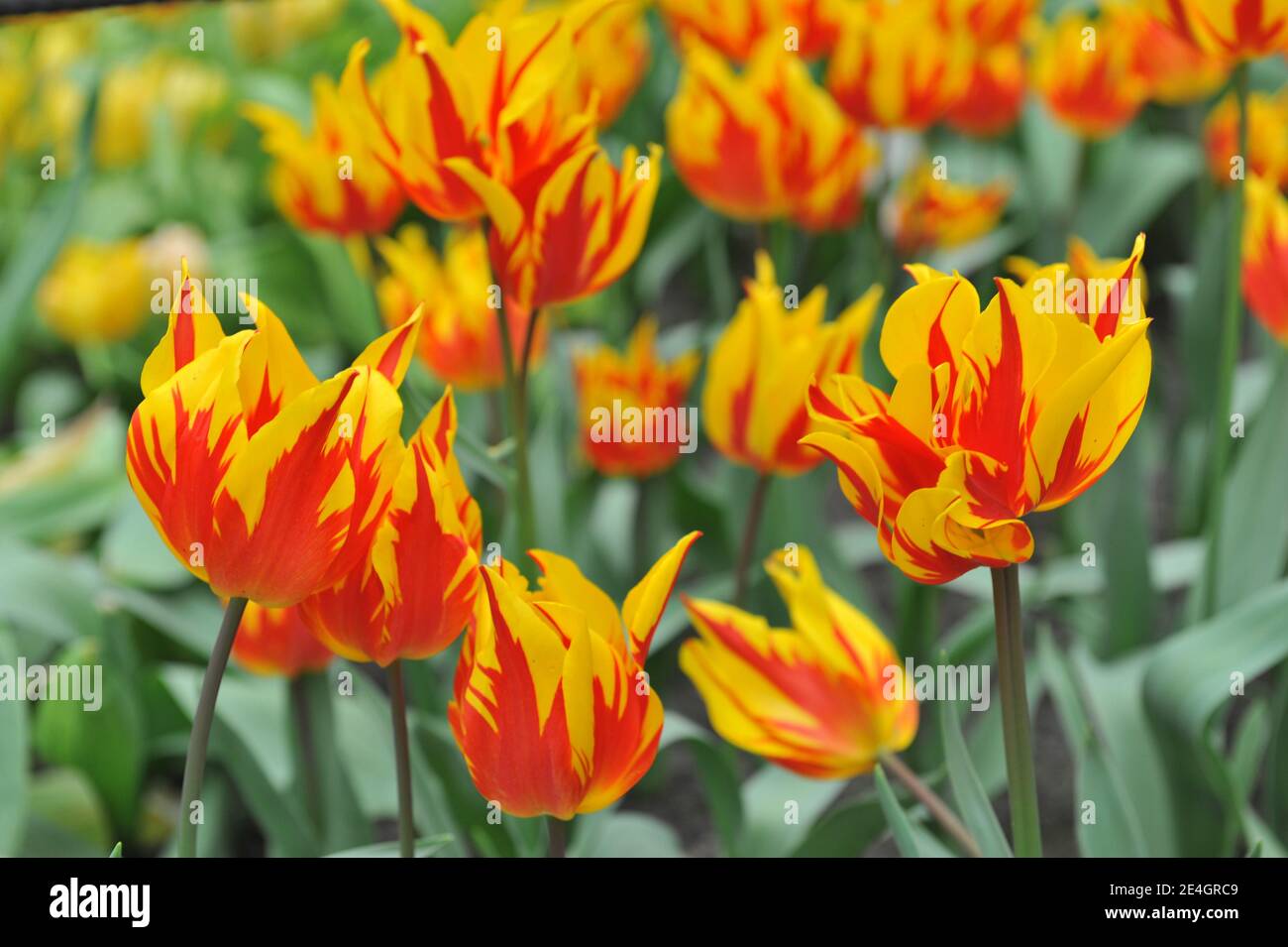 Red and yellow Lily-flowered tulips (Tulipa) Firework bloom in a garden ...