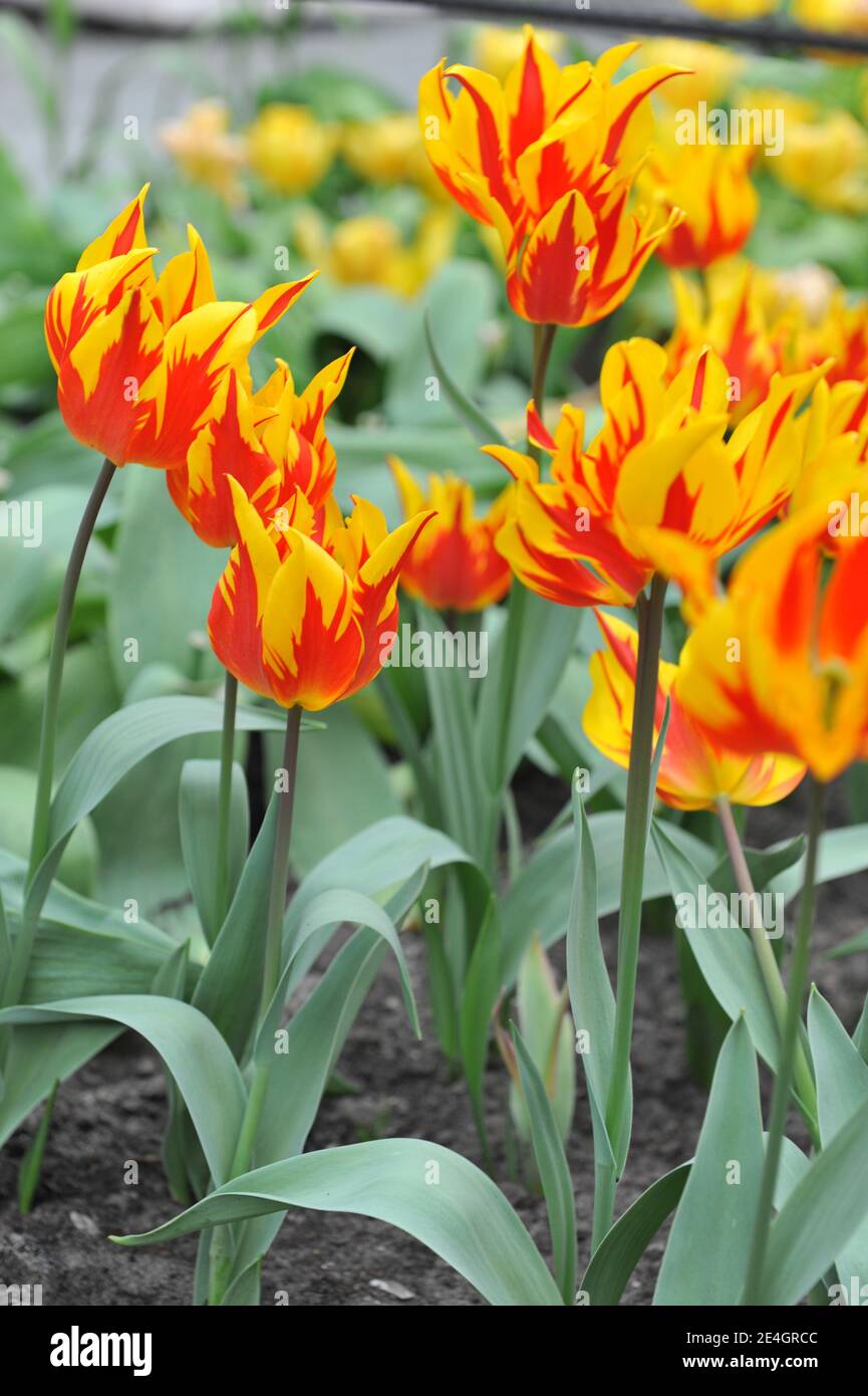 Red and yellow Lily-flowered tulips (Tulipa) Firework bloom in a garden ...