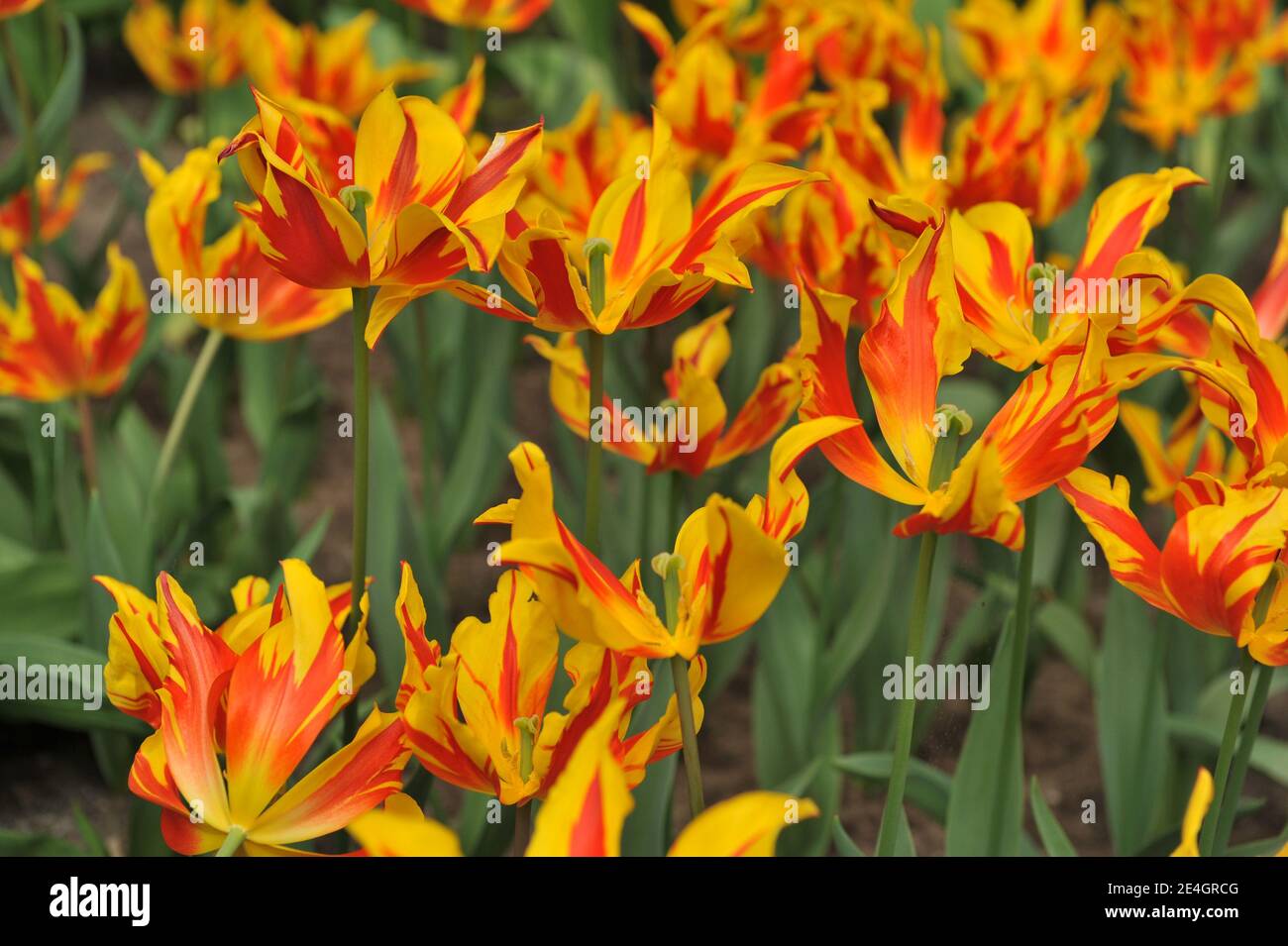 Red and yellow Lily-flowered tulips (Tulipa) Firework bloom in a garden ...