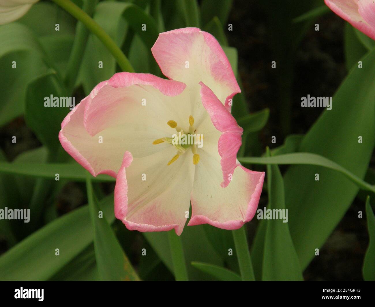 Tulip first class hi-res stock photography and images - Alamy