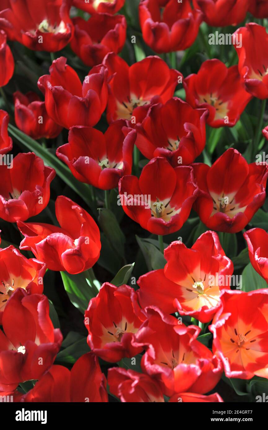 Red triumph tulips (Tulipa) First Fire bloom in a garden in April Stock ...