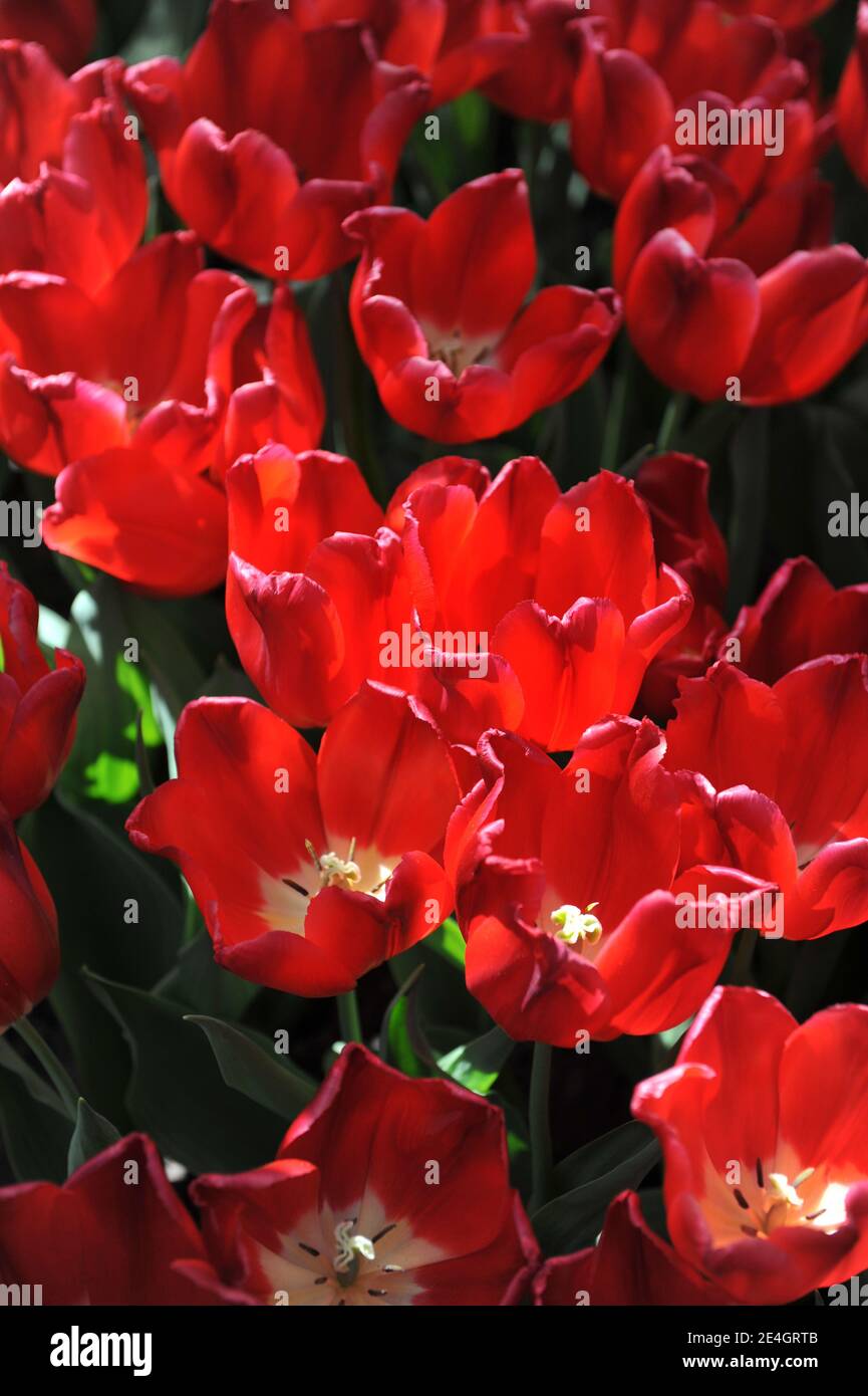 Red triumph tulips (Tulipa) First Fire bloom in a garden in April Stock ...