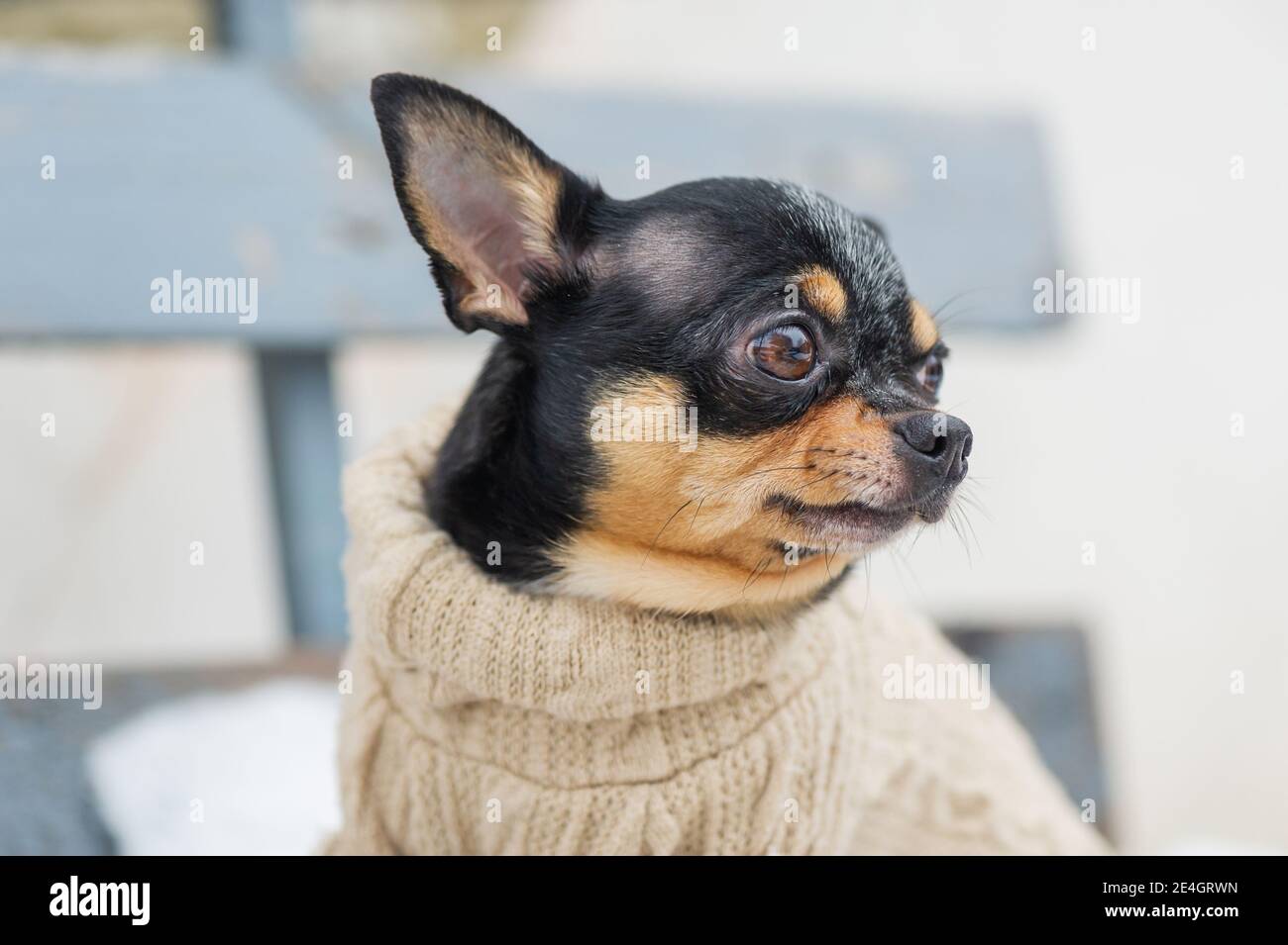 dog jacket cold in the winter. Chihuahua. Dog on a walk in the winter ...