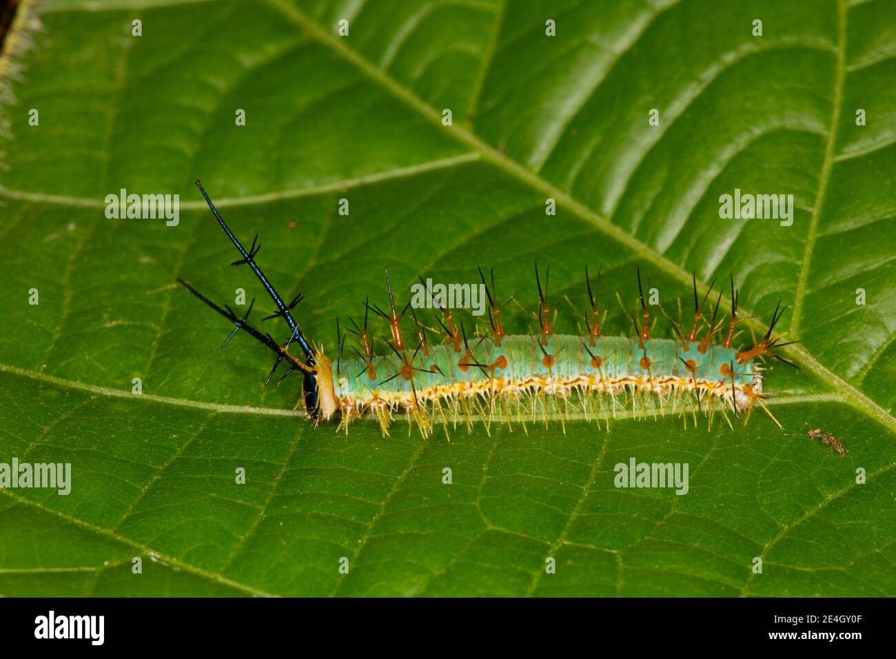 Tropical larva caterpillar hi-res stock photography and images - Alamy