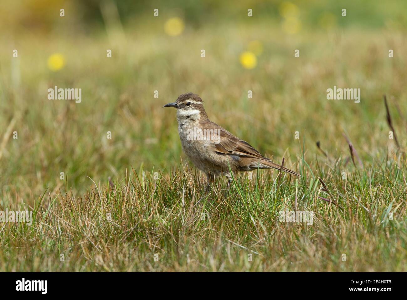 Chestnut-winged Cinclodes, Cinclodes albidiventris, perched in paramo Stock Photo - Alamy