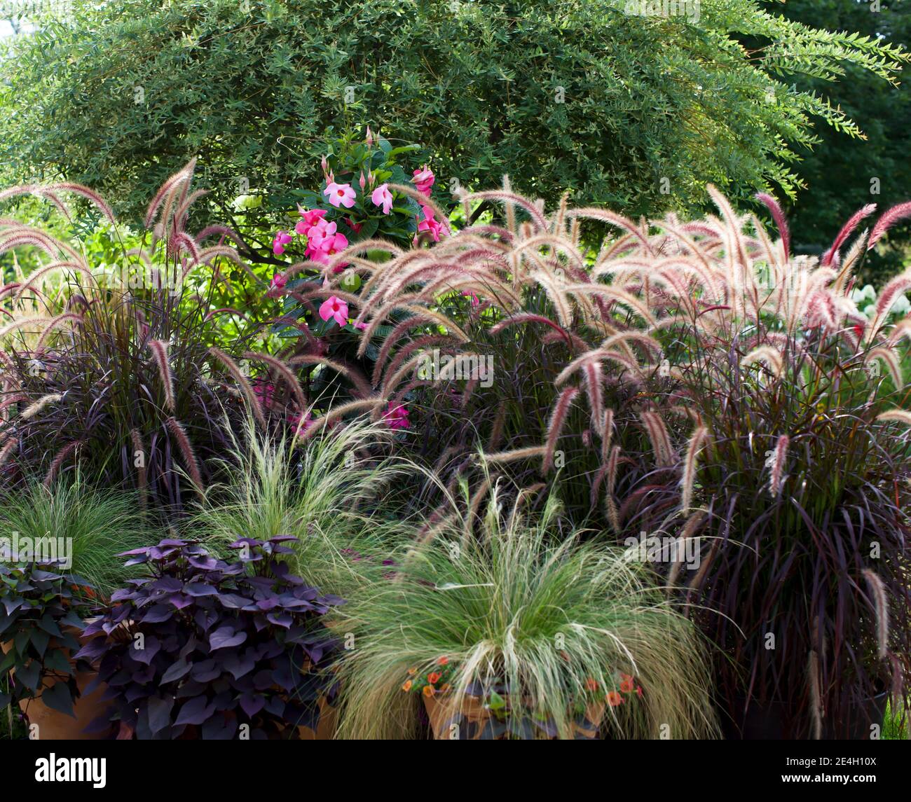 Graceful shimmery purple fountain grass waving in the warm Chicago ...