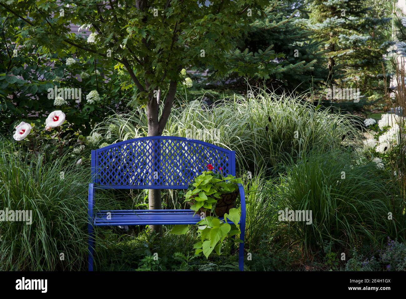 Angel eye whitehibiscus, Northwind Ornamental grasses and shady maple ...