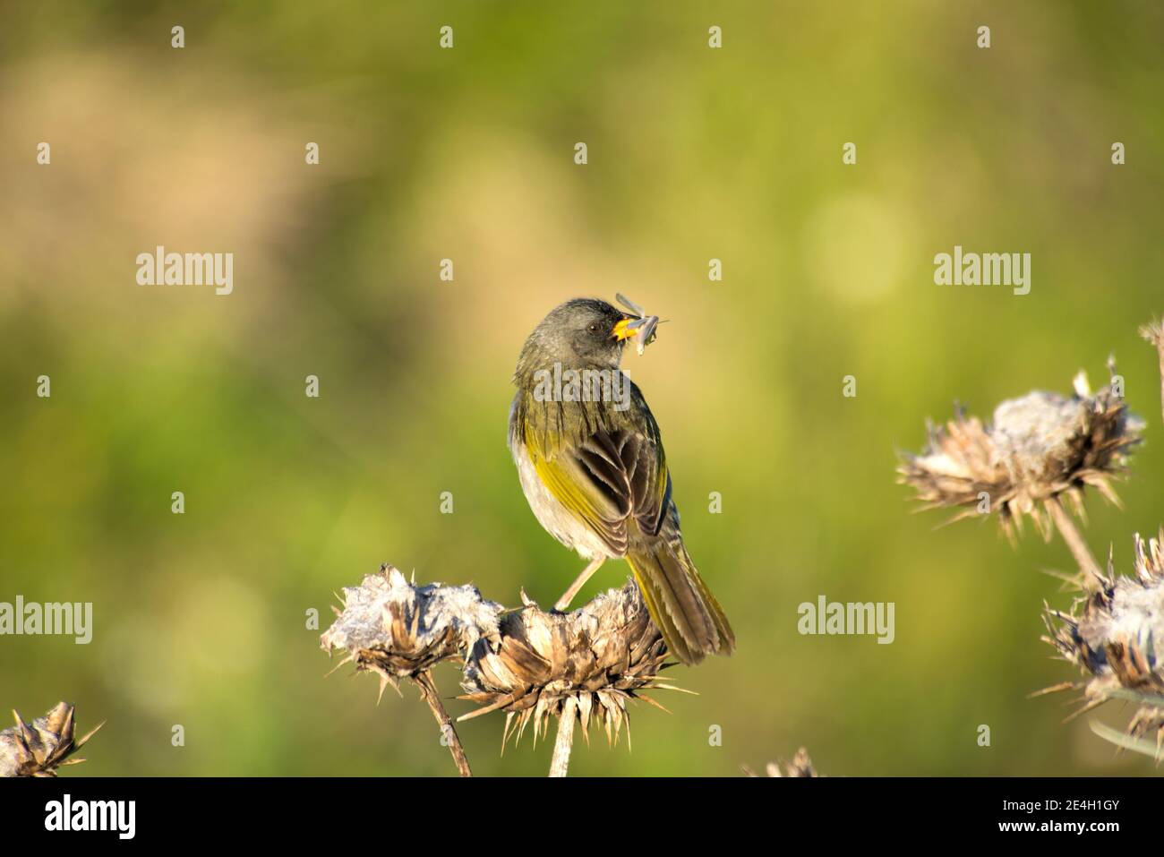 Pampa finch chasing insects Stock Photo - Alamy