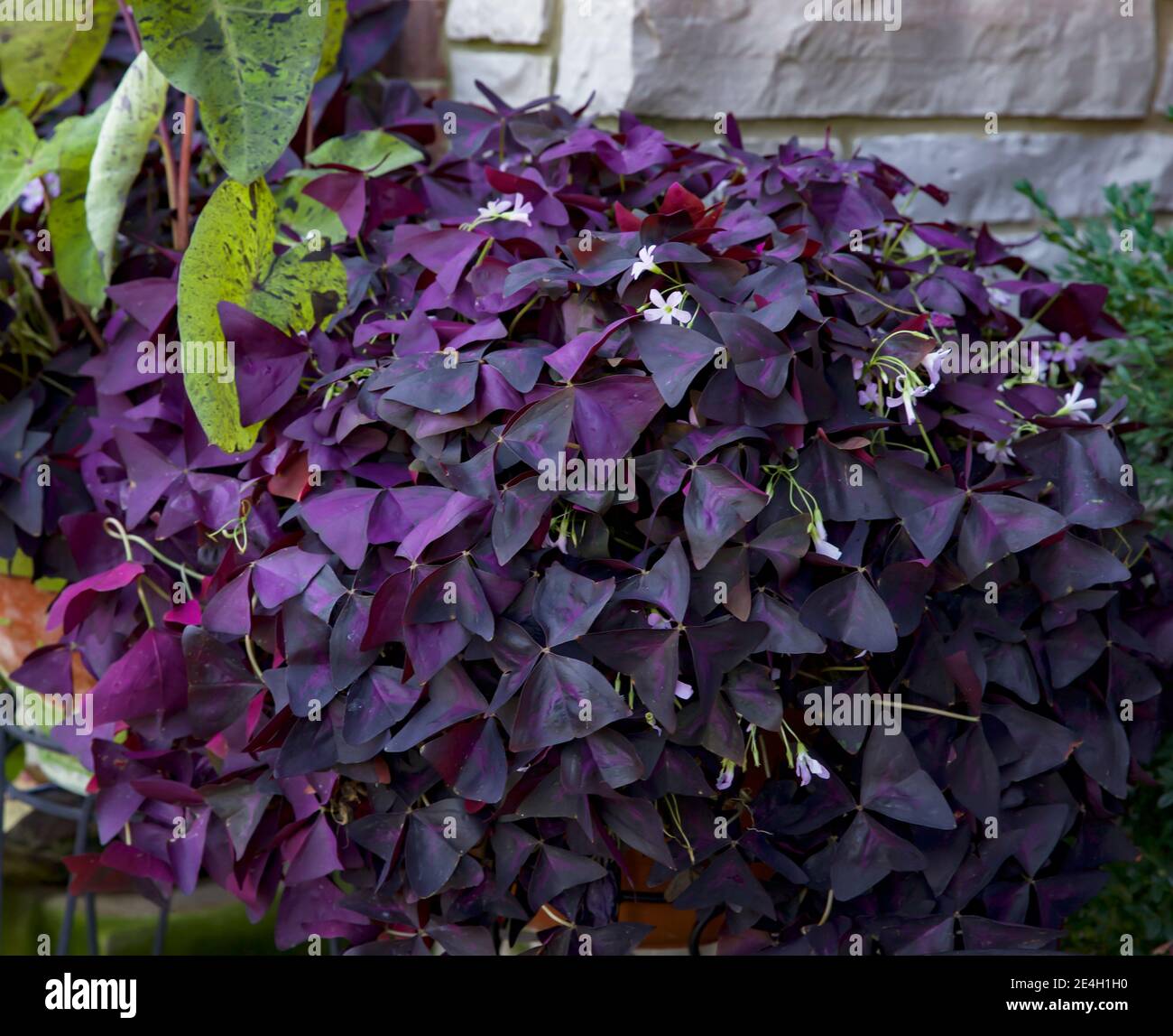Oxalis triangularis green hi-res stock photography and images - Alamy