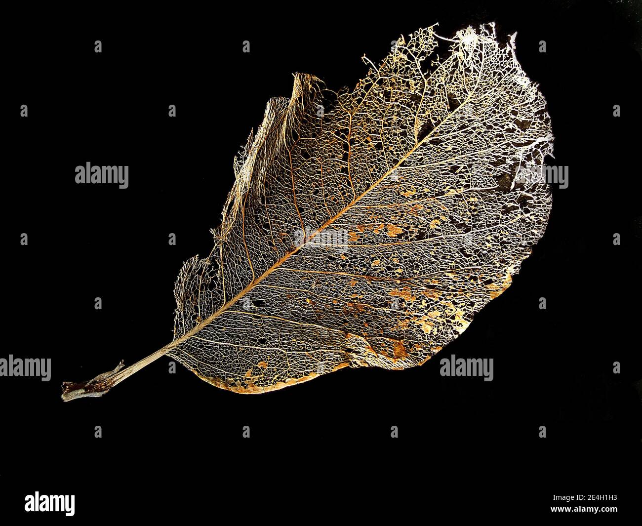 Rotten Skeleton High Resolution Stock Photography and Images - Alamy