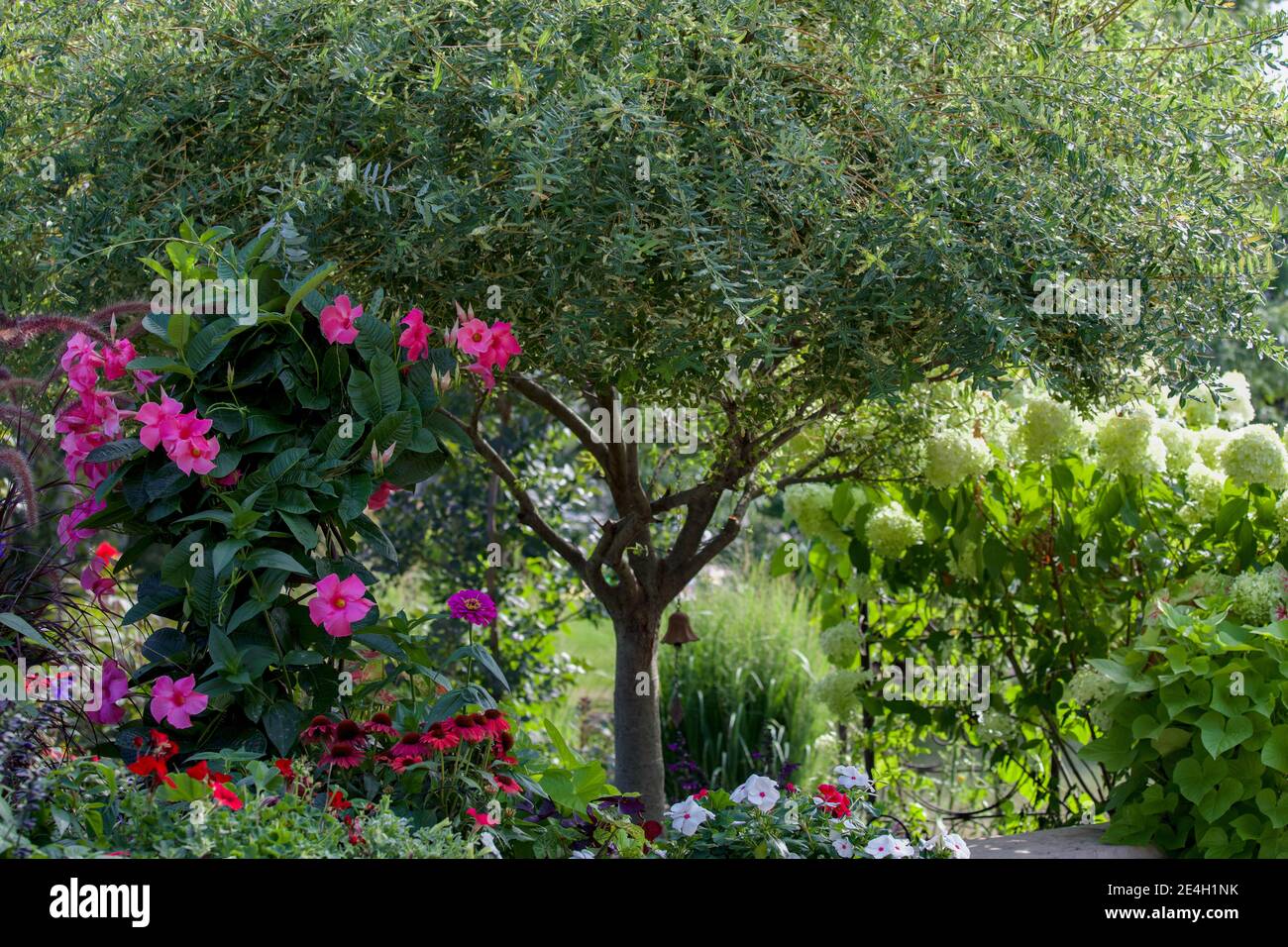 A beautiful tropical fuchsia mandevilla and a Japanese willow tree ...