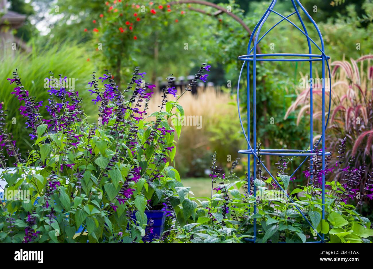 Blue obelisk with electric purple salvia, purple fountain grass, karl ...