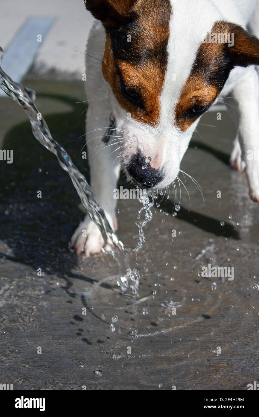 Do Jack Russell Terriers Bite