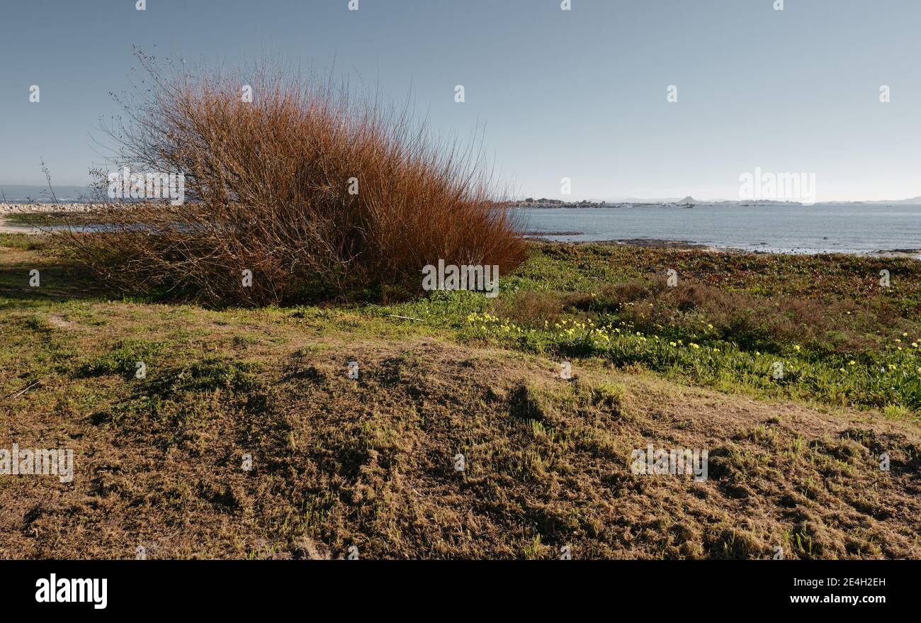 Dry field with a large brown bush Stock Photo - Alamy