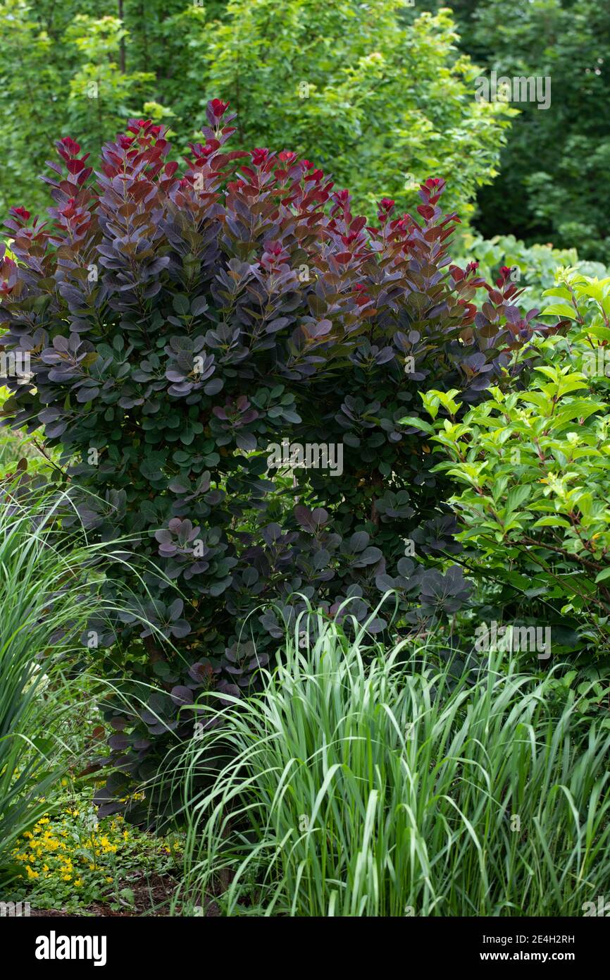 Cotinus coggygria 'Royal Purple', Smoke bush - a standout in the garden ...