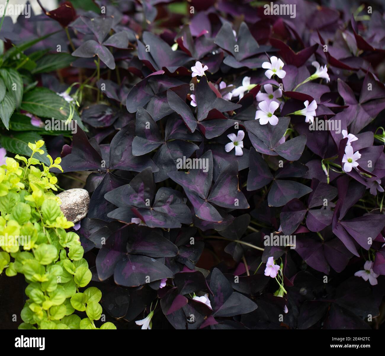 Oxalis triangularis green hi-res stock photography and images - Alamy