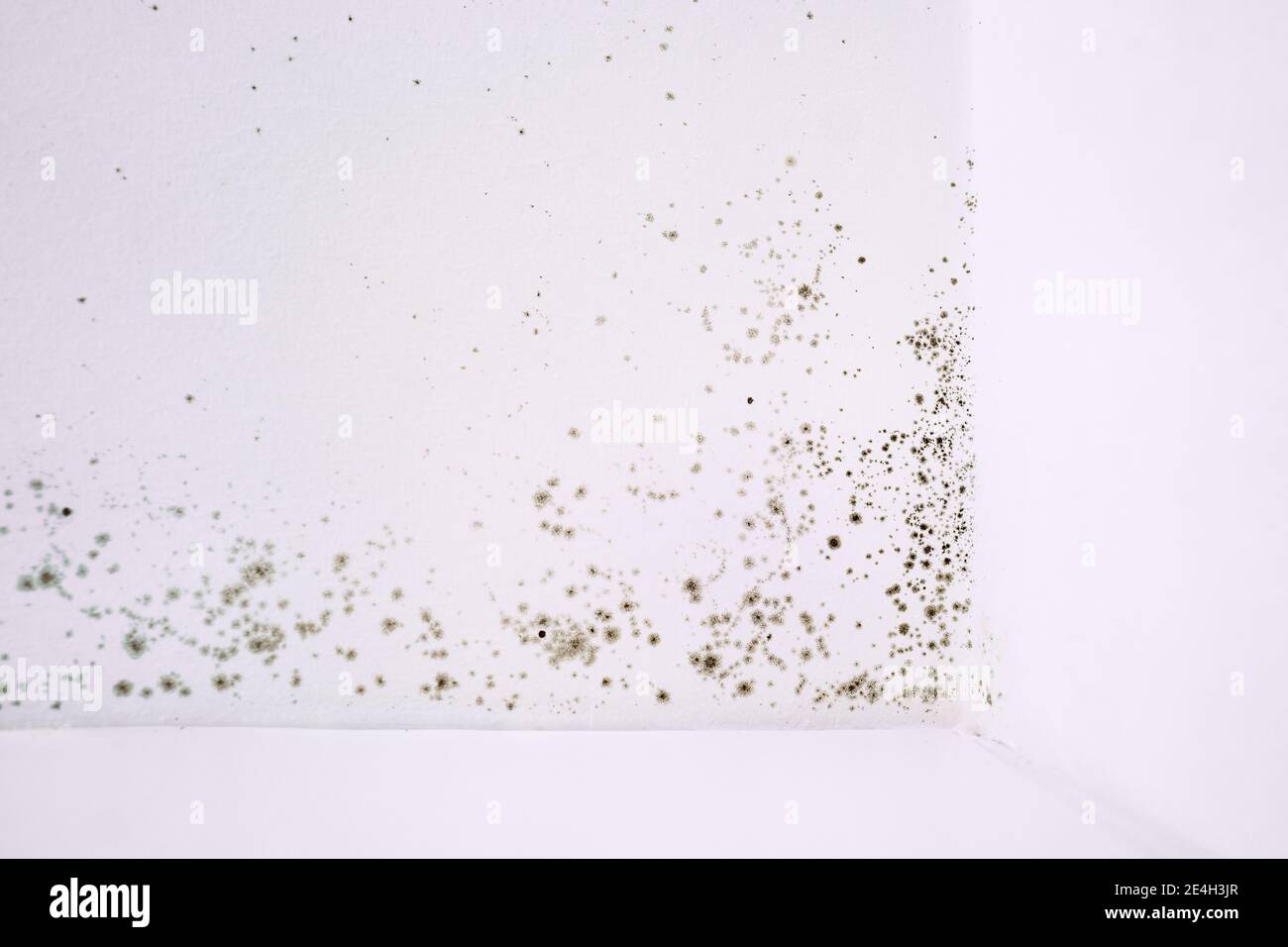 Fungus mold on the white ceiling corner Stock Photo - Alamy