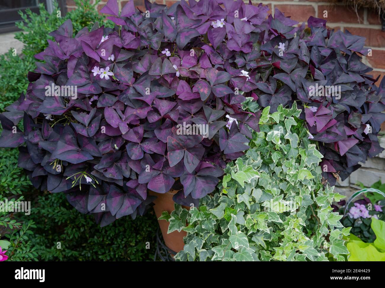 Oxalis triangularis green hi-res stock photography and images - Alamy