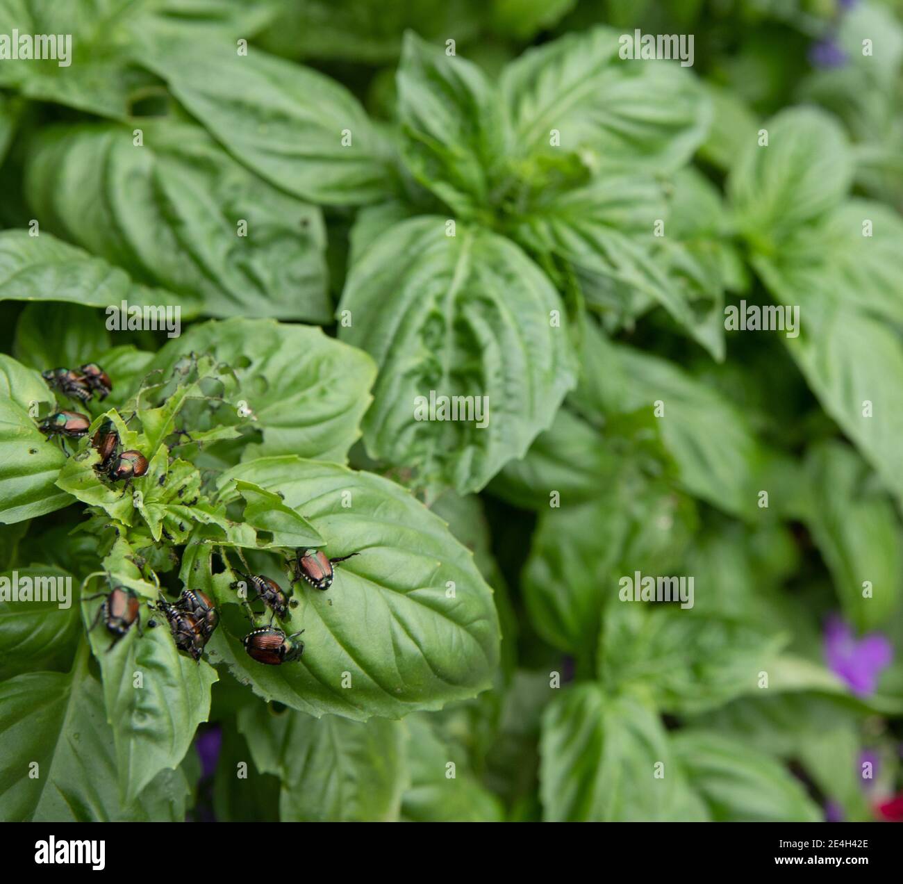 Japanese beetles leave behind skeletonized leaves and large, irregular ...