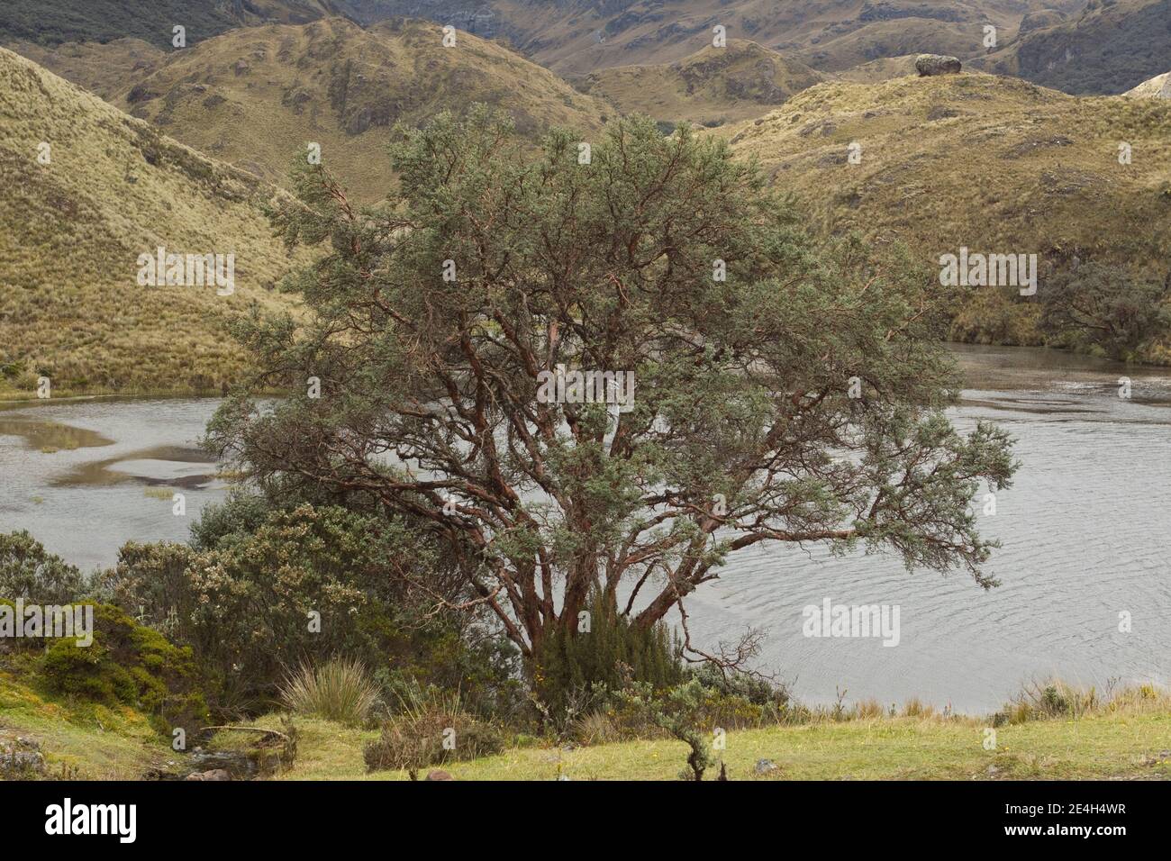 Polylepis Tree at Taquiurco Lake Stock Photo - Alamy