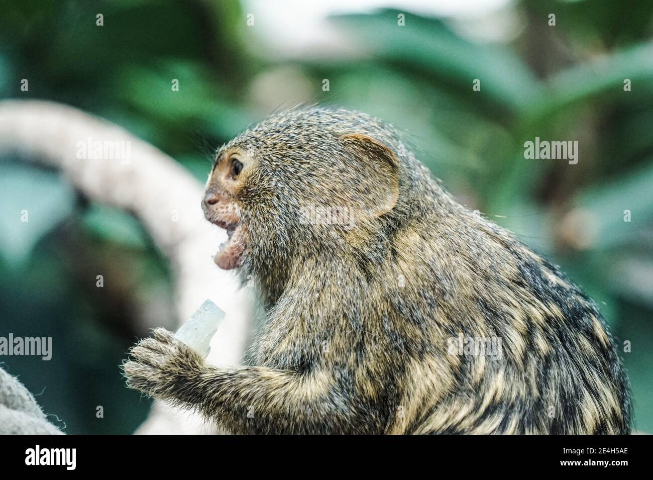 Monkey side view hi-res stock photography and images - Alamy