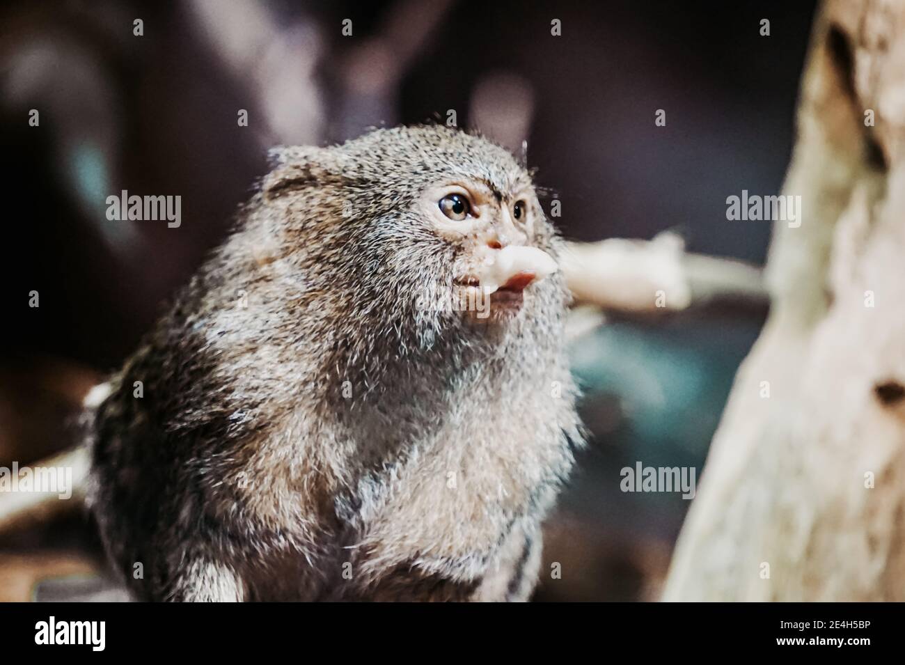 Pygmy marmoset monkey eating something Stock Photo - Alamy