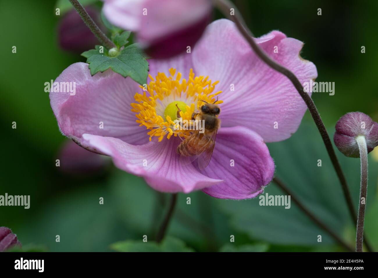 A single beautiful pink anemone with a honey bee eating pollen Stock Photo - Alamy