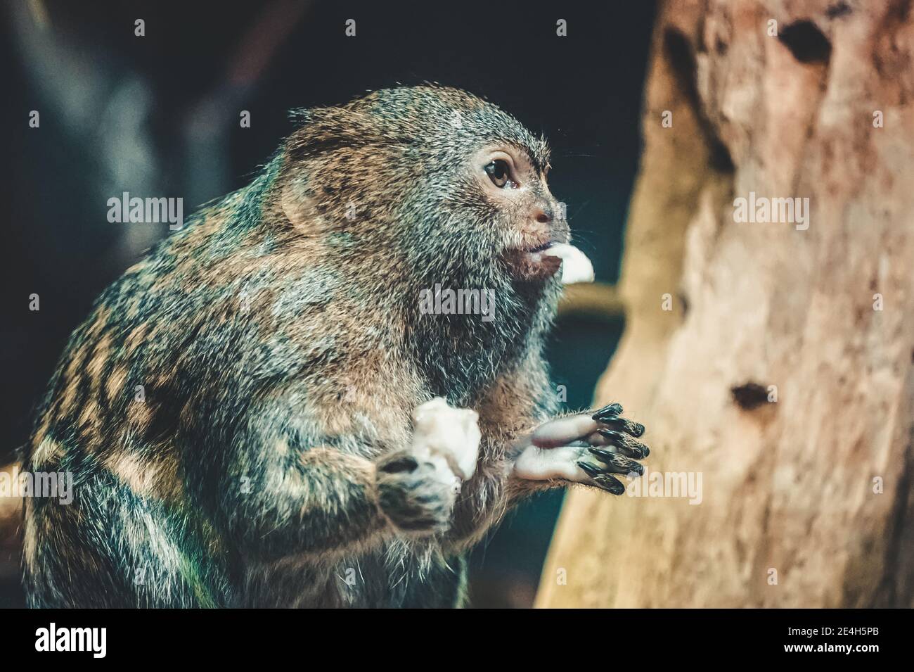 Pygmy marmoset monkey eating something Stock Photo - Alamy