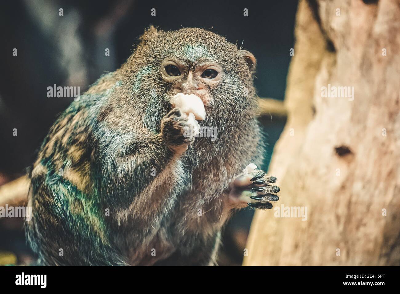 Marmoset Monkey High Resolution Stock Photography and Images - Alamy