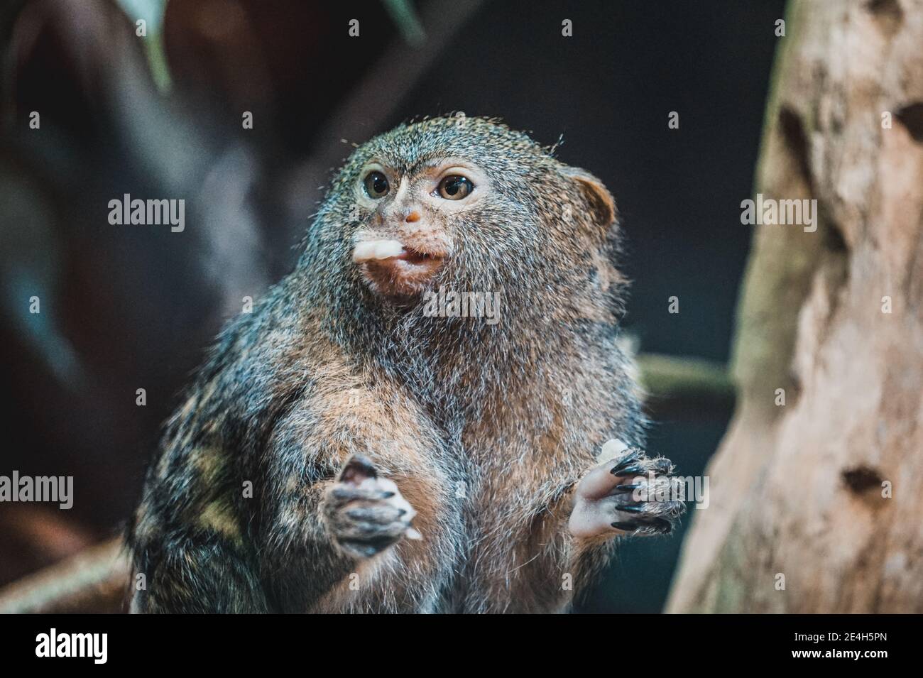 Pygmy Marmosets Eating