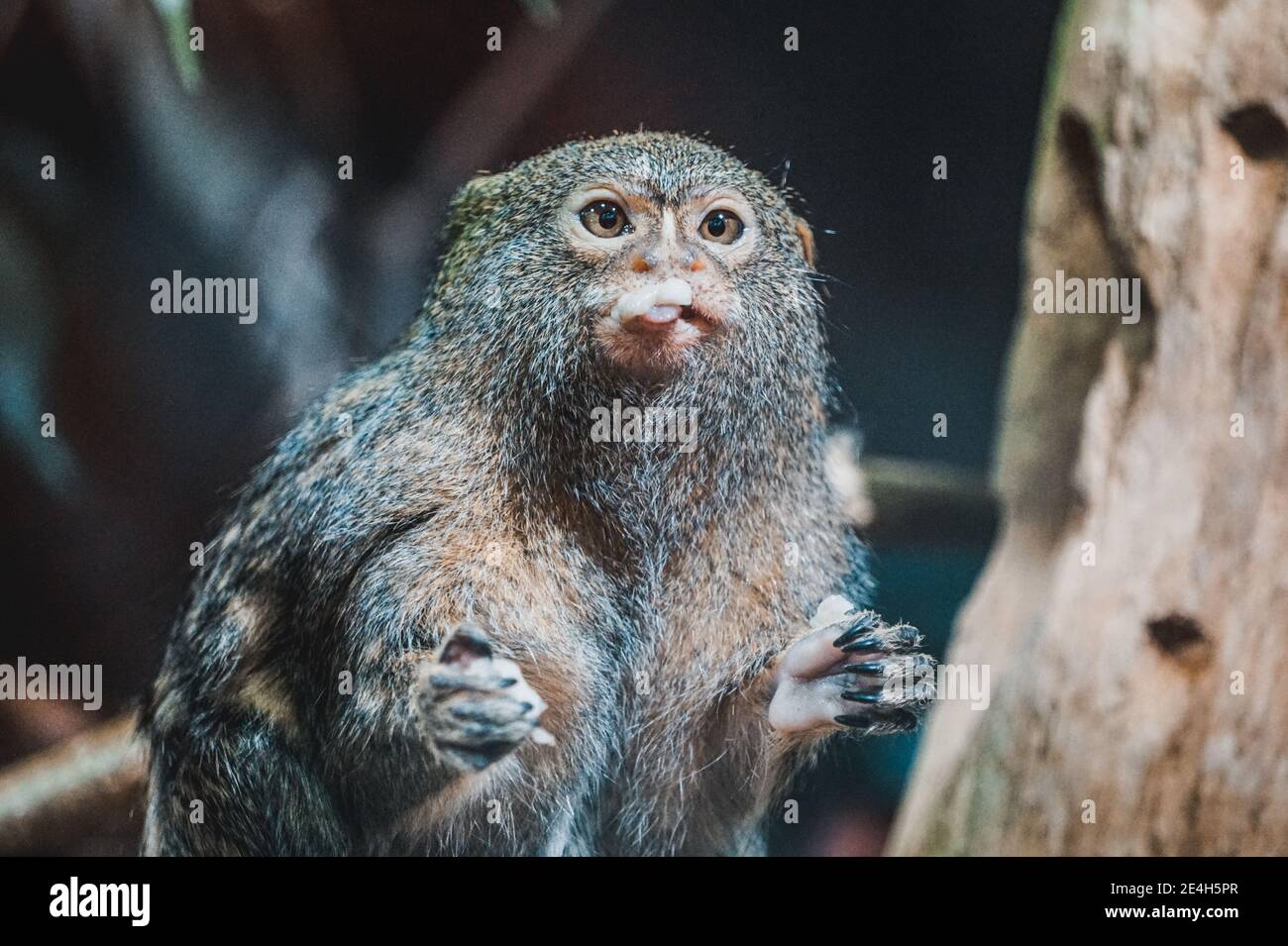 Pygmy marmoset monkey eating something Stock Photo - Alamy