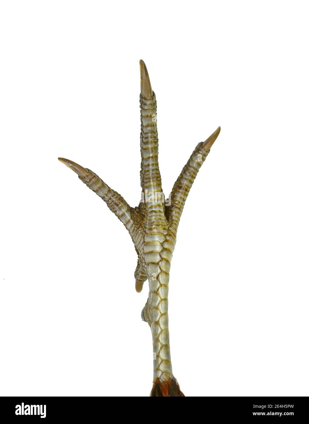 Pheasant legs. Cute bird feet. Beautiful bird. Beautiful pheasant ...