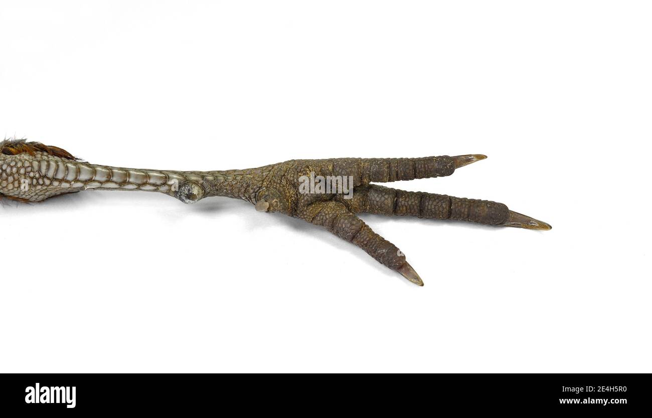 Pheasant legs. Cute bird feet. Beautiful bird. Beautiful pheasant ...