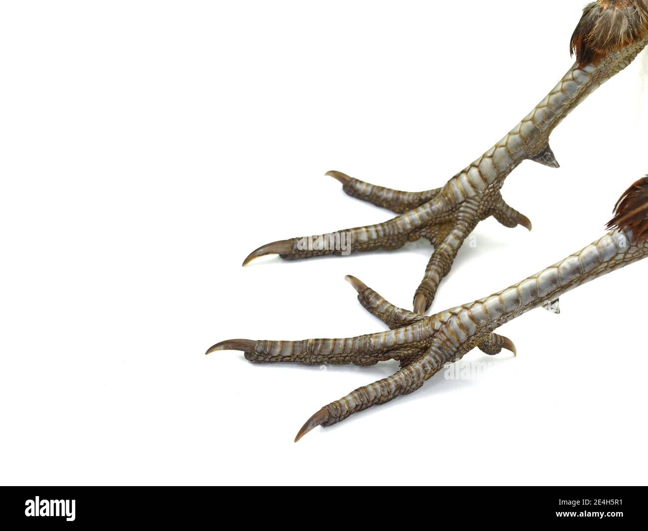 Pheasant legs. Cute bird feet. Beautiful bird. Beautiful pheasant ... Pheasant legs. Cute bird feet. Beautiful bird. Beautiful pheasant ...