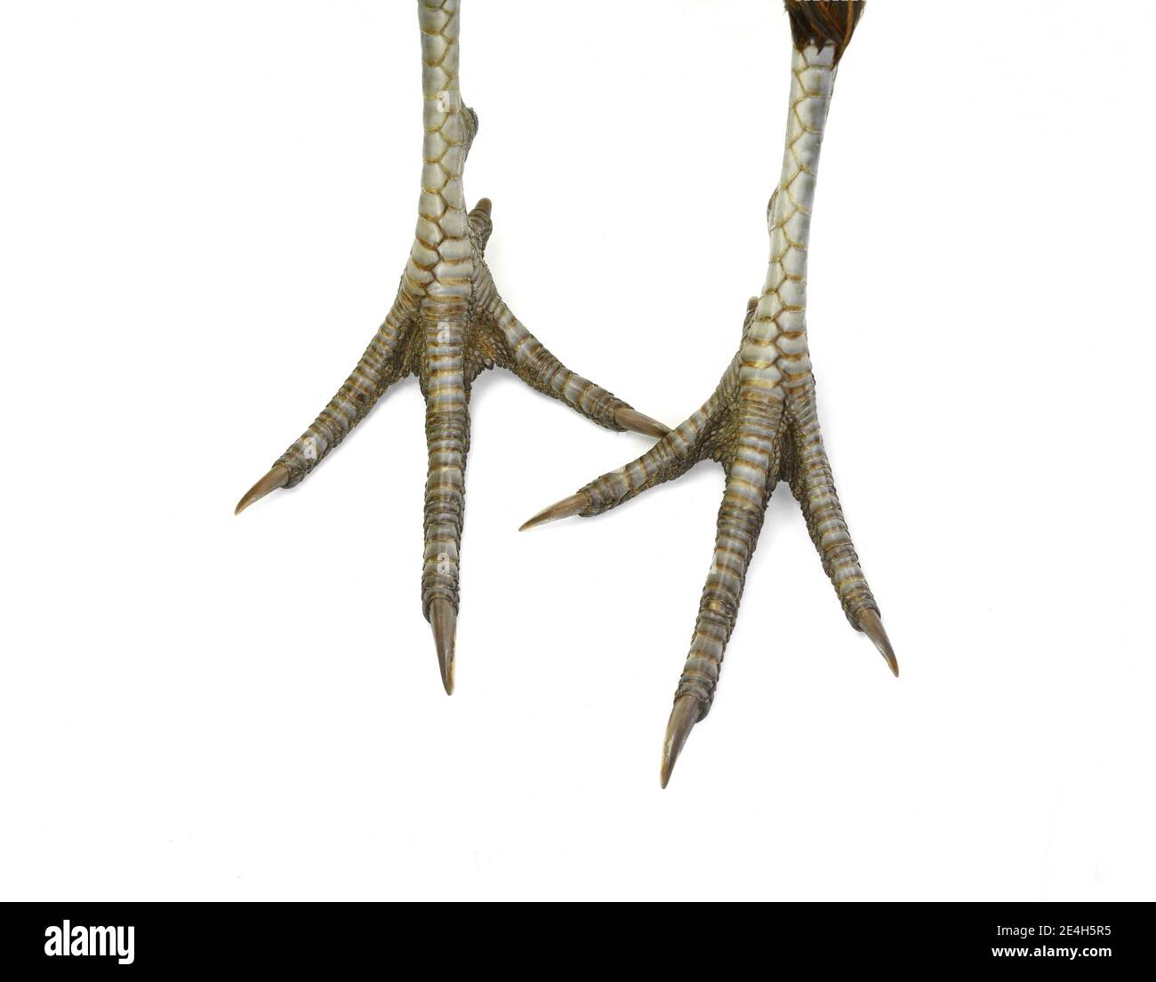 Pheasant legs Cut Out Stock Images & Pictures - Alamy