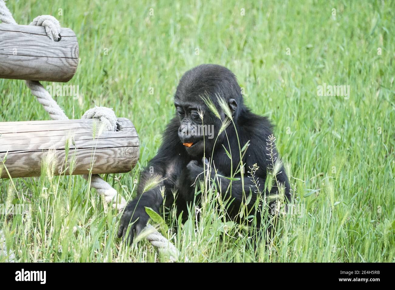 Monkey in grass hi-res stock photography and images - Alamy