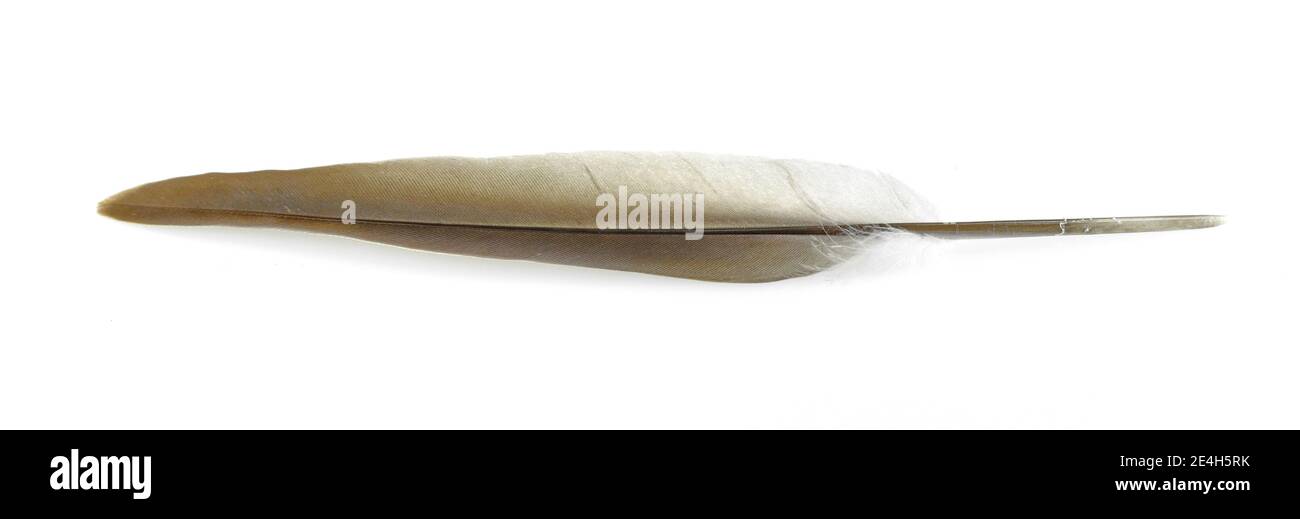 Bird feather isolated on white Stock Photo - Alamy