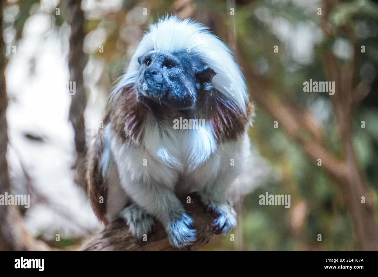 Cotton top tamarin monkey hi-res stock photography and images - Alamy