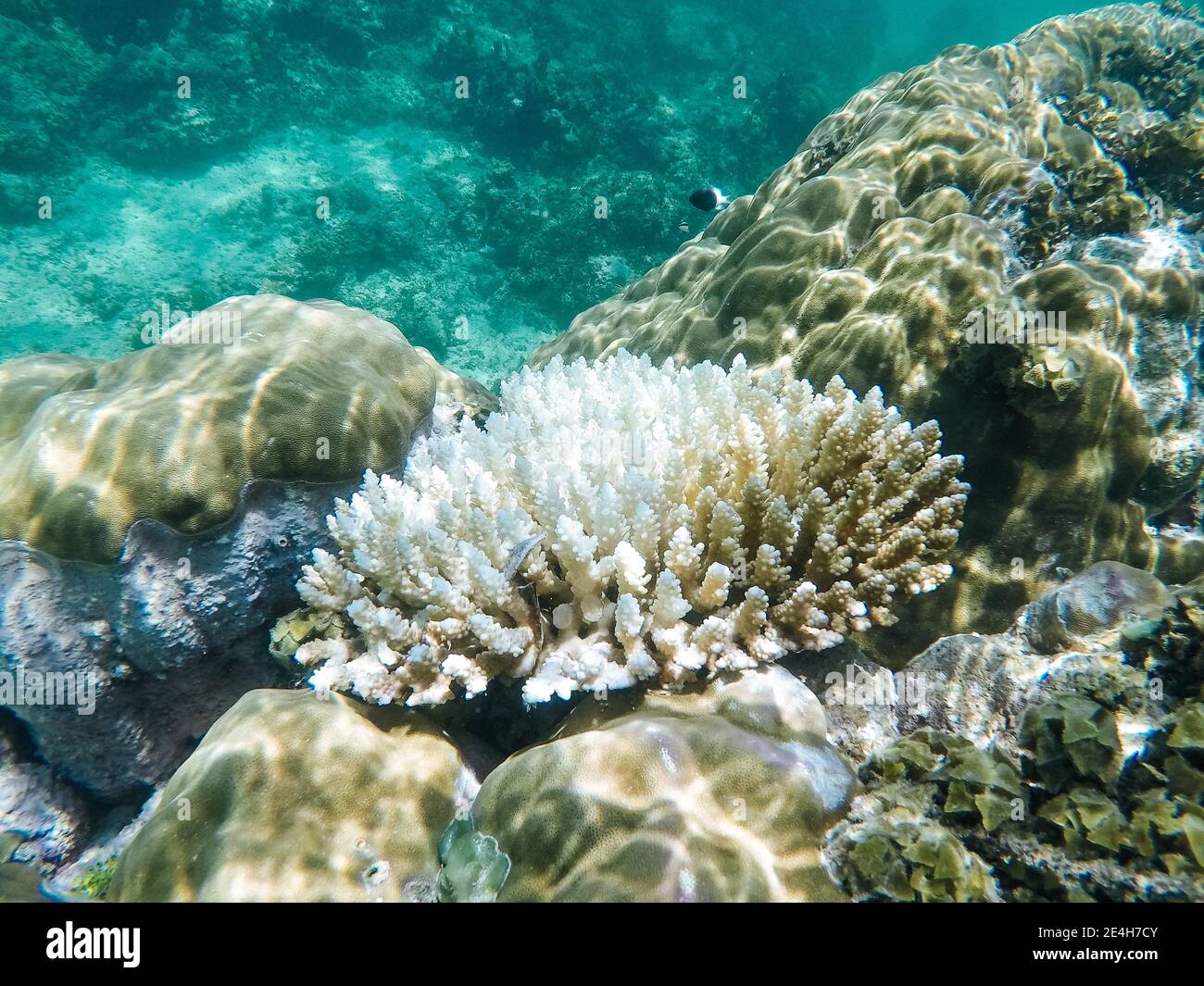 Underwater world corals tropical fish hi-res stock photography and ...
