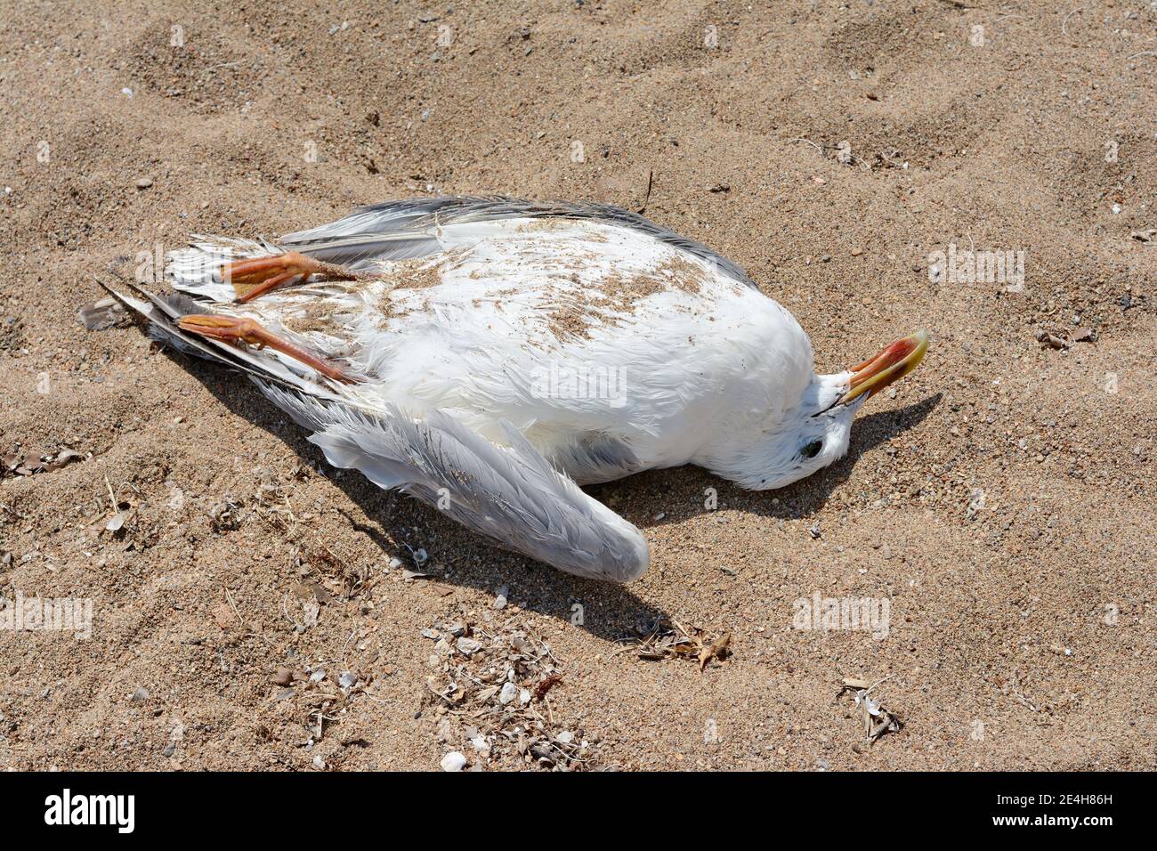 Dead seagull on lying on a sandy beach. Environmental disasters and ...