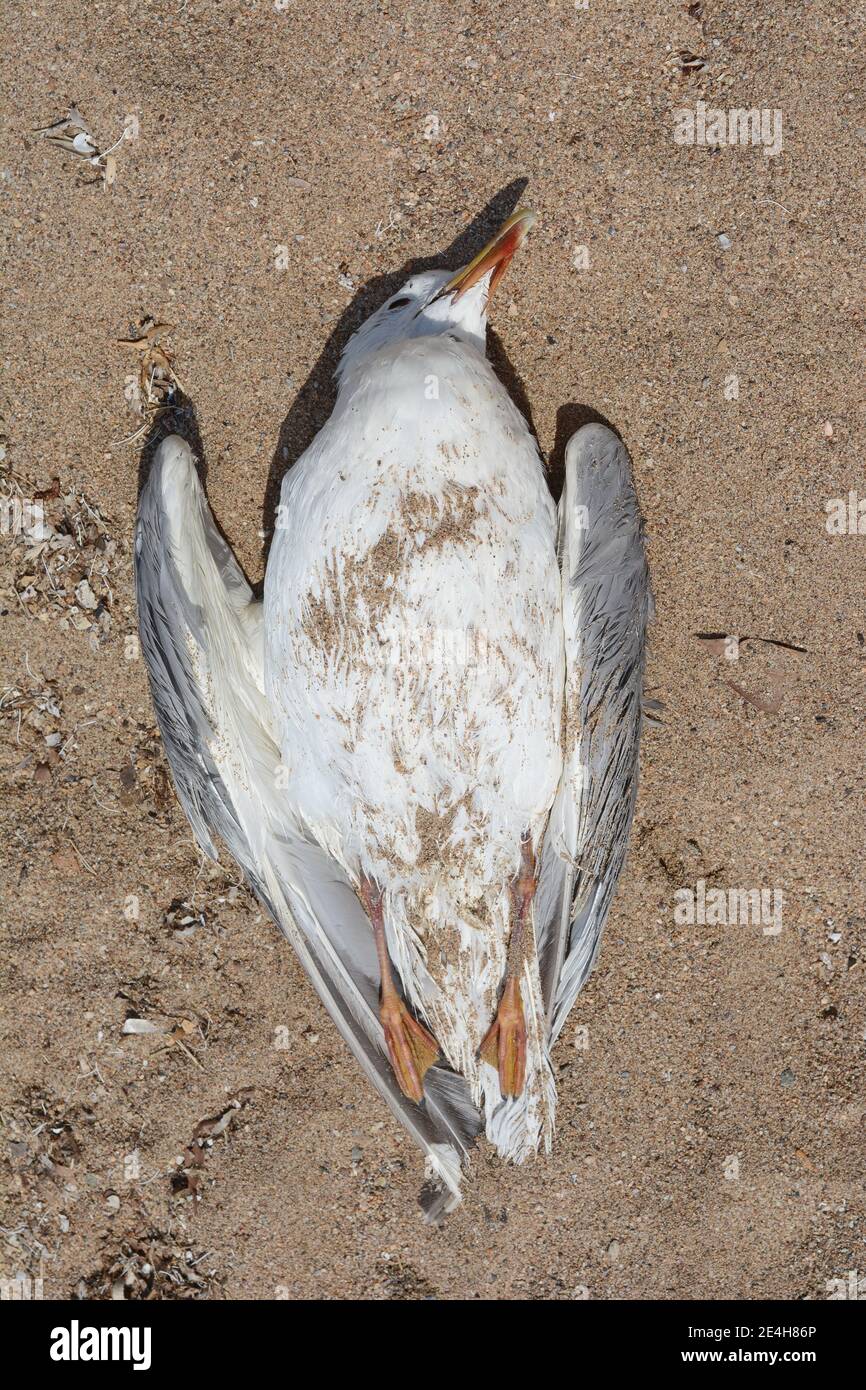 Dead seagull on lying on a sandy beach. Environmental disasters and ...
