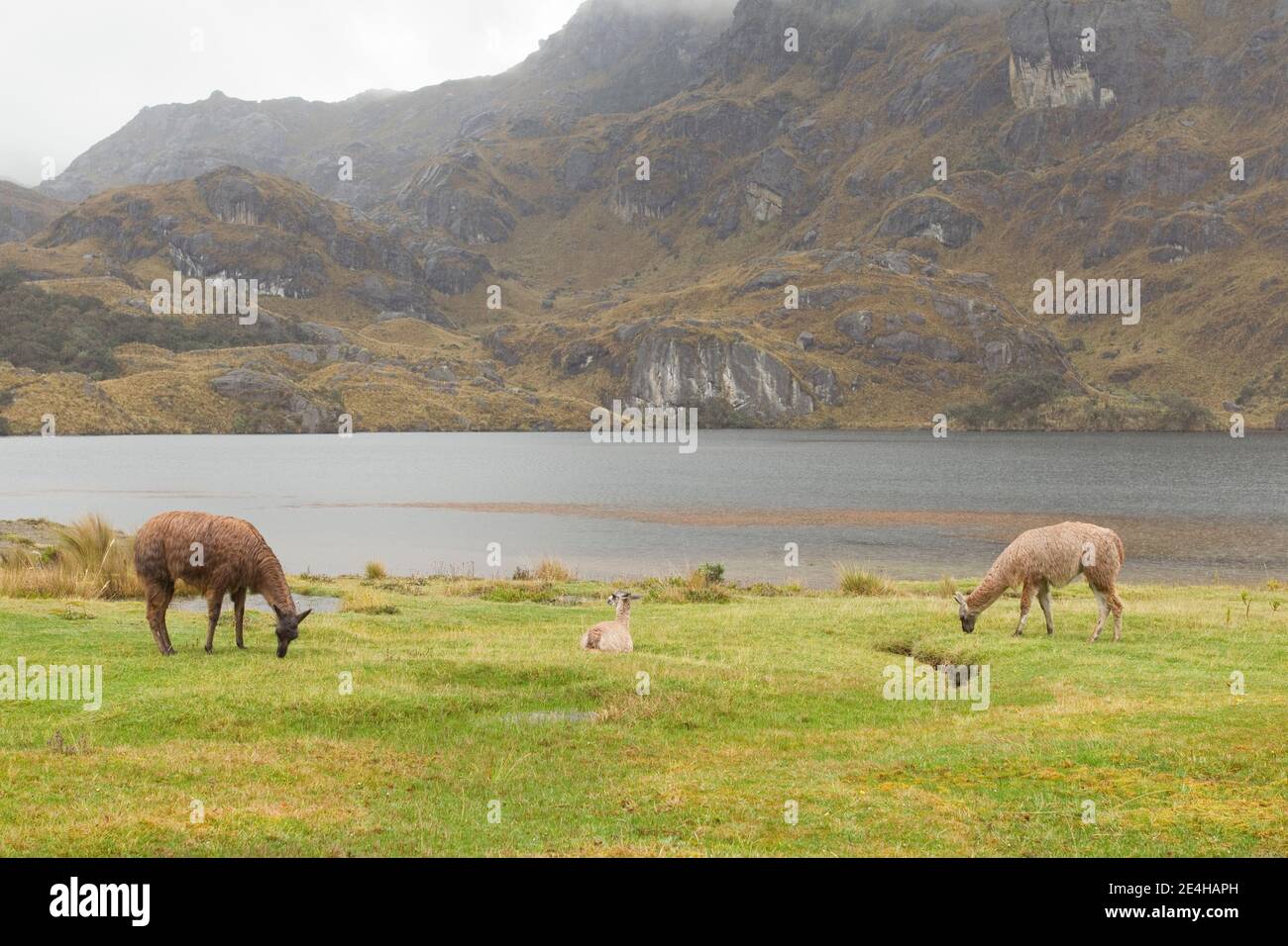Llamas ecuador hi-res stock photography and images - Alamy