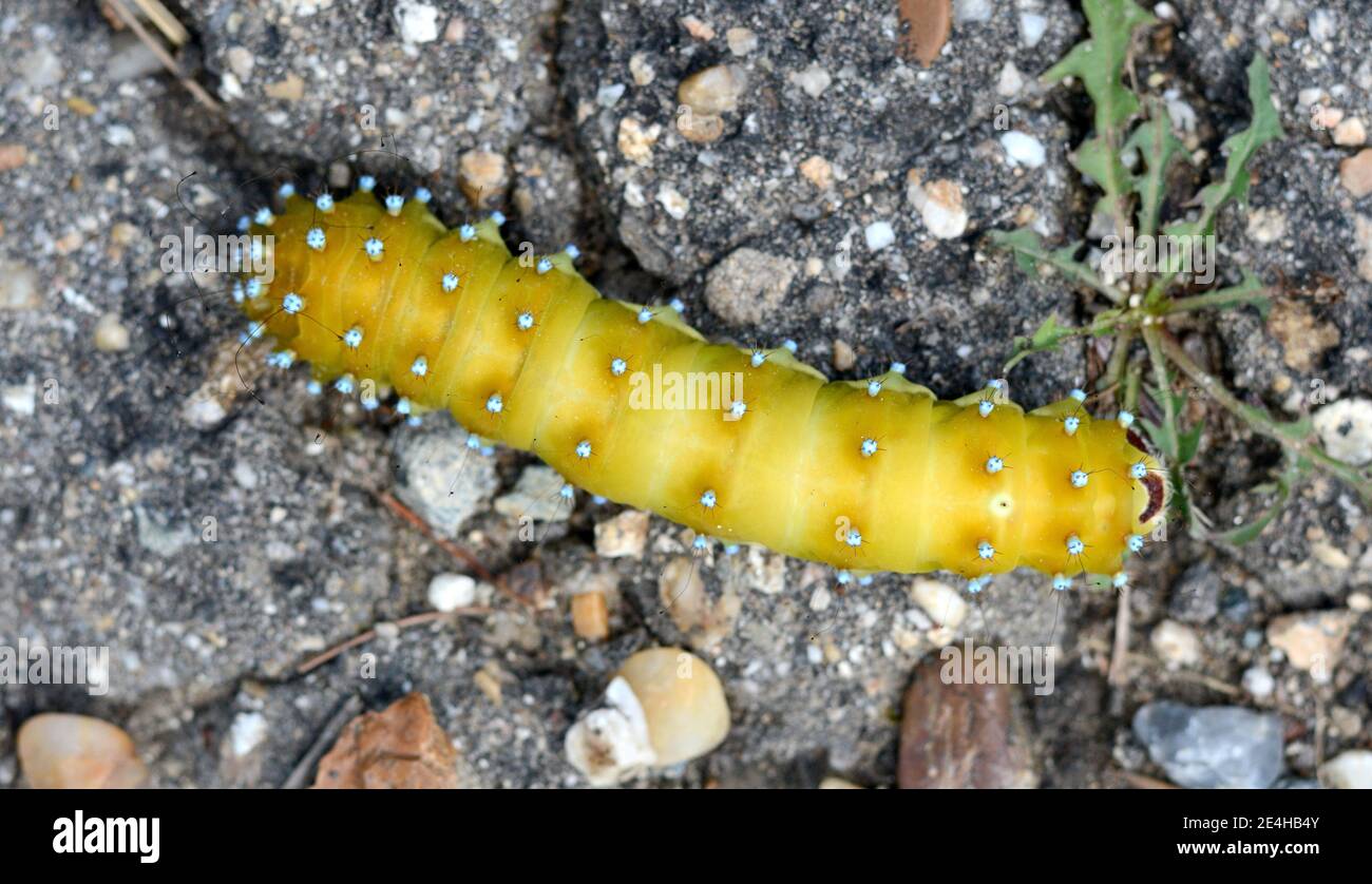 Large caterpillar in the natural environment Stock Photo - Alamy